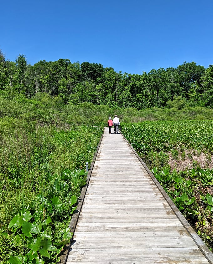 Wooden boardwalks: where nature meets accessibility. This peaceful wetland stroll might just be the highlight of your visit—no crowds, just cattails.