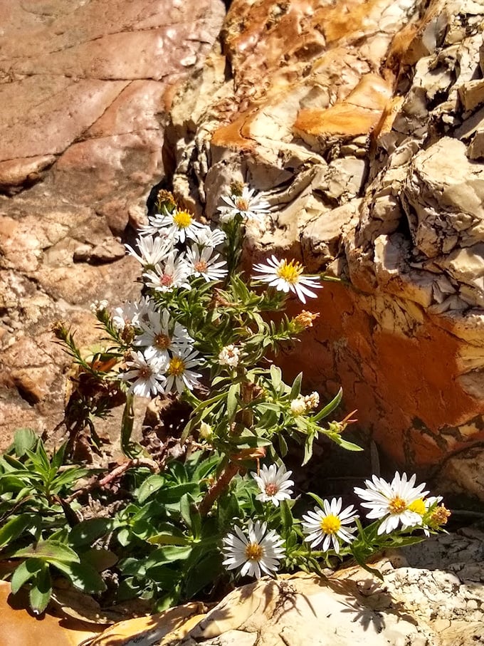 Delicate wildflowers somehow find footholds in seemingly impossible rocky crevices—nature's reminder that beauty thrives even in challenging conditions.