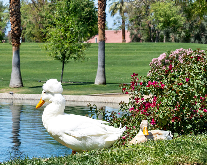 Even the local wildlife has figured out this is prime real estate—these ducks clearly didn't need to check Zillow before moving in.