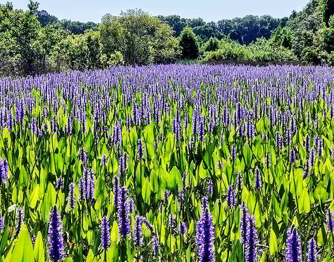 A purple paradise that would make Prince jealous. These pickerelweed blooms turn the prairie into nature's most spectacular flower show.