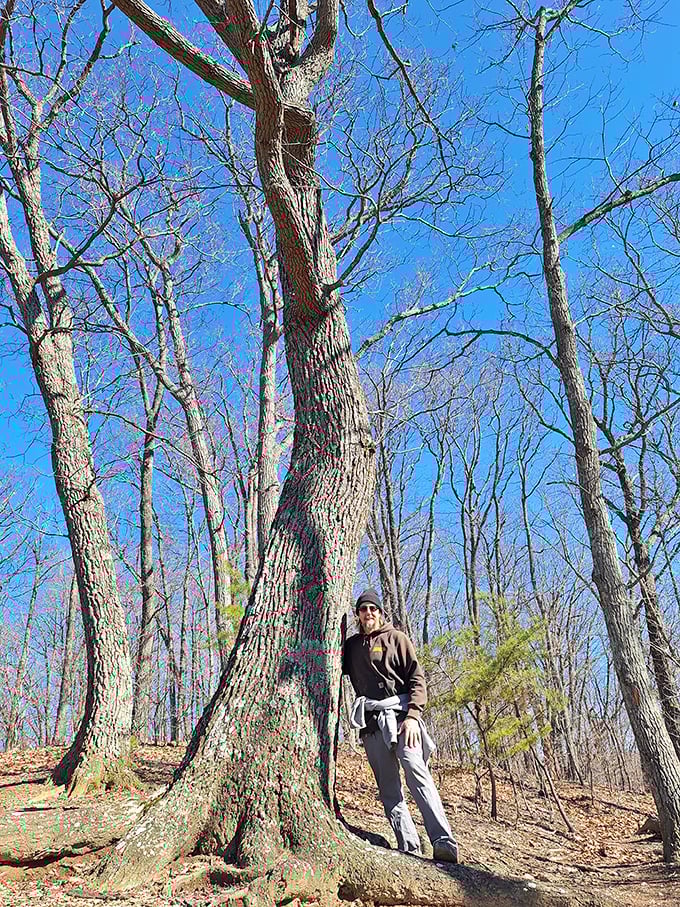 Magnificent trees stand as silent sentinels along the trail, their twisted trunks telling stories of centuries weathering Ohio's seasons.