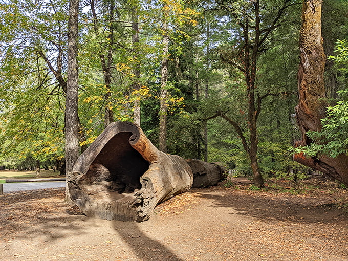 Fallen giants tell their own stories. This hollow log offers a glimpse into the inner world of redwoods without requiring a driver's license.