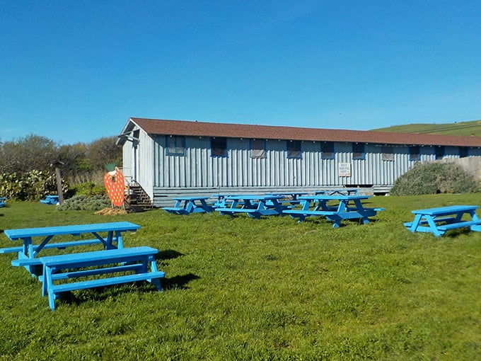 Blue picnic tables scattered like game pieces across a green board. The perfect setting for berry-stained fingers and ocean-view conversations.