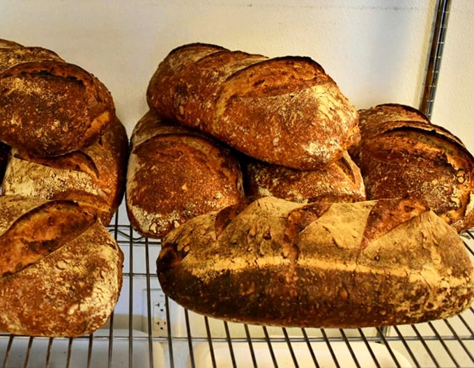 Bread that looks like it should be in a museum but tastes like it should be in your mouth. These sourdough loaves have personalities more complex than most TV dramas.