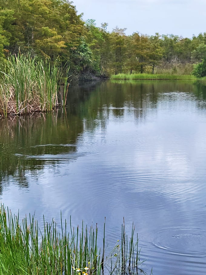 Ripples on glass-like water reveal hidden life below the surface. This tranquil scene is Florida's version of meditation—alligators included.