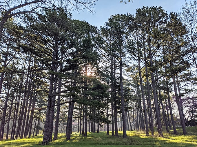 Sunlight plays hide-and-seek through towering pines. Standing here feels like being in nature's cathedral—reverence comes naturally.