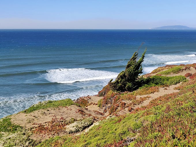 San Francisco's dramatic cliffs create a wild, untamed playground. Mother Nature showing off again with this rugged coastline.
