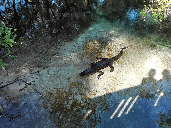 Florida's original sunbather, perfecting the art of lounging since the Mesozoic era. He's not interested in your SPF concerns.