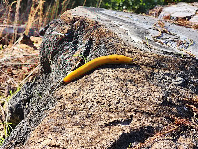 Meet the banana slug, Big Basin's unofficial mascot. This bright yellow forest dweller moves with all the urgency of Los Angeles traffic on a holiday weekend.