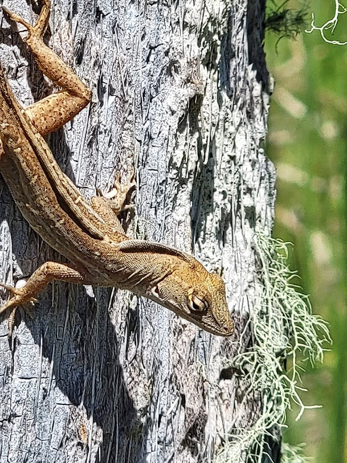 Local resident strikes a pose, proving that even the lizards here have mastered the art of photobombing.