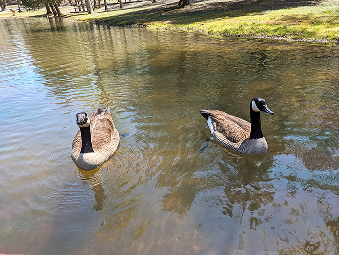 Even Canada geese know quality real estate when they see it – smart birds, these ones.
