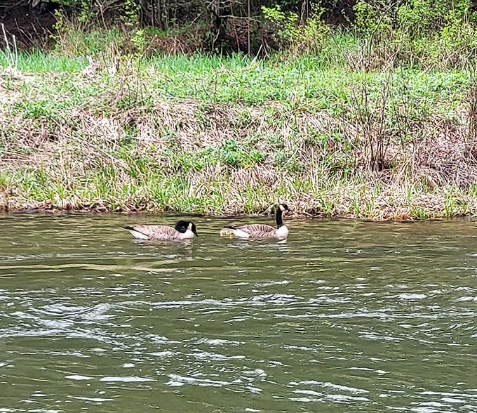 These Canada geese didn't need TripAdvisor reviews to find Bendigo's pristine waters—nature's ultimate "locals only" spot.