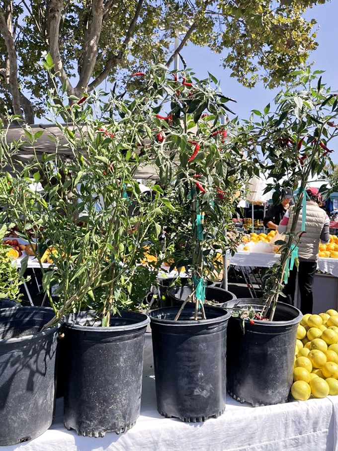 Garden-ready chili plants stand at attention next to fresh citrus. Start your home salsa factory with these spicy specimens that promise culinary adventures.