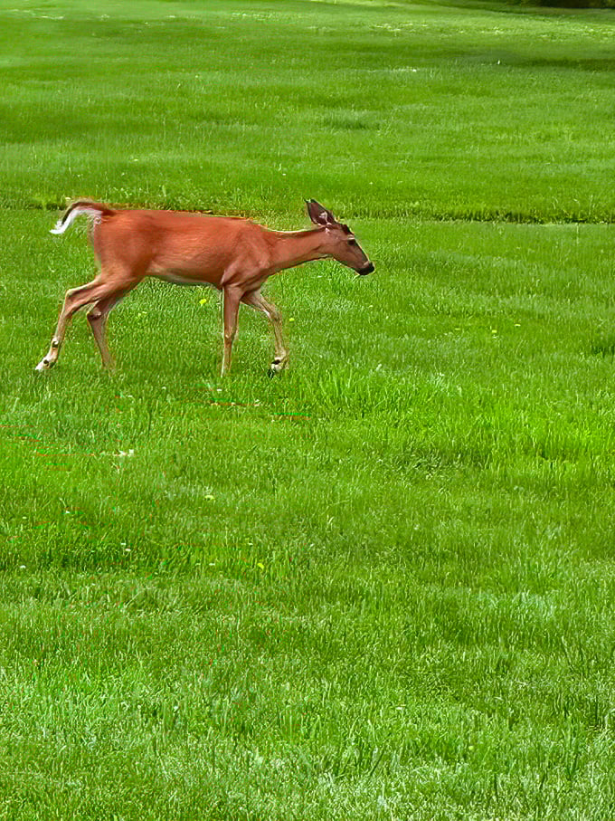 "Excuse me, just passing through." Urban wildlife making itself at home, proving nature finds a way even in America's first major city.