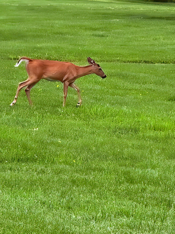 "Excuse me, just passing through." Urban wildlife making itself at home, proving nature finds a way even in America's first major city.