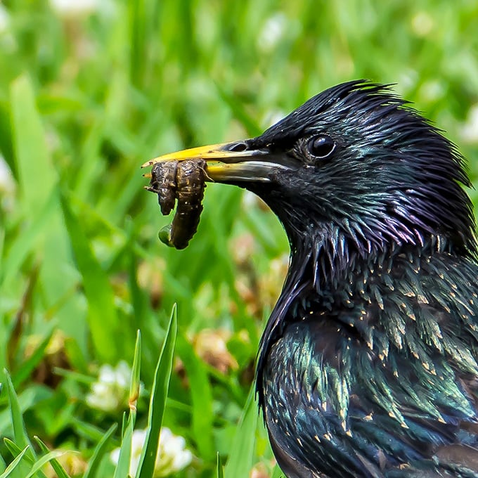 This European starling, caught mid-snack, reminds us that at Aiken State Park, everyone's looking for their next meal—some just look more stylish doing it.