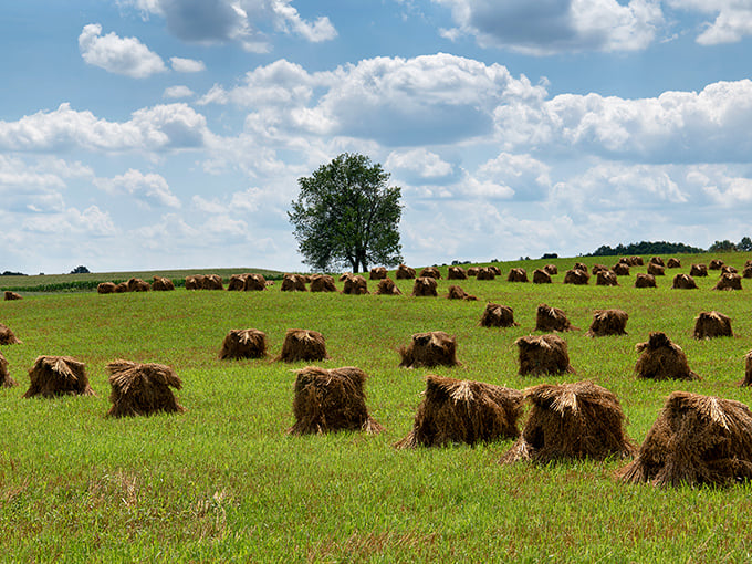Hay bales dot the landscape like nature's polka dots. These hand-stacked monuments to traditional farming methods create a scene straight from a storybook.