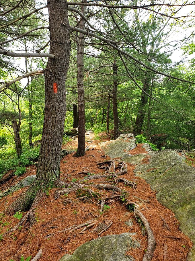 Pine-scented pathways where tree roots create nature's own obstacle course – no gym membership required for this workout.