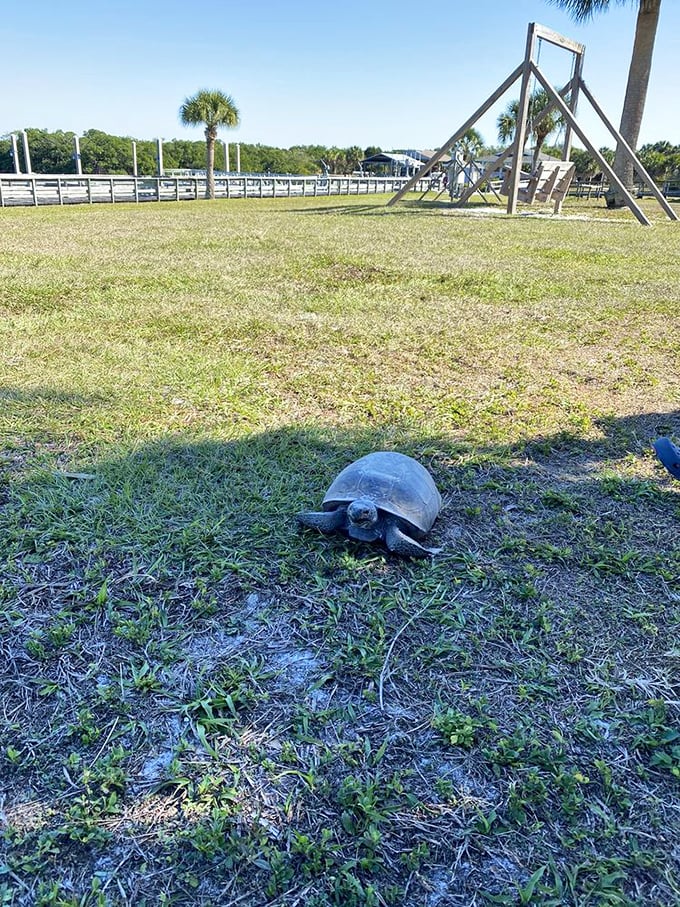 Meet the island's original resident! This gopher tortoise is on Florida time—unhurried, unbothered, and probably wondering why you're in such a rush.