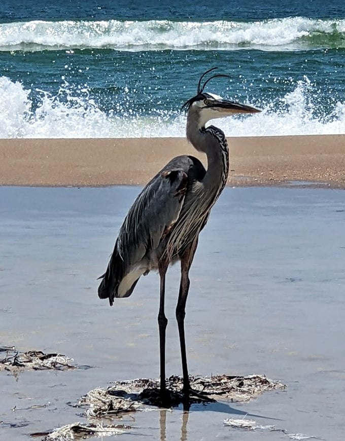 The resident wildlife paparazzi—this Great Blue Heron strikes a pose that screams, "My good side? They're all good, darling."