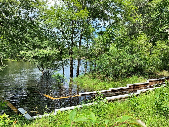 When the Suwannee rises, the spring adapts. It's like watching nature's version of musical chairs, with water claiming every available space. 
