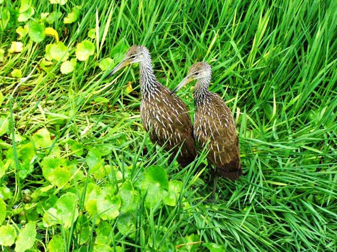 Limpkins doing their prehistoric dance – nature's reminder that dinosaurs never really left, they just got smaller and prettier.