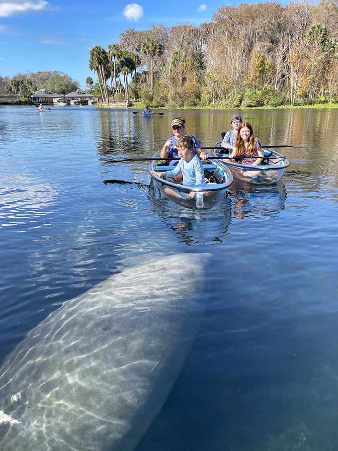 Family memories in the making! That manatee photobombing your boat trip will become the story told at holiday gatherings for years.