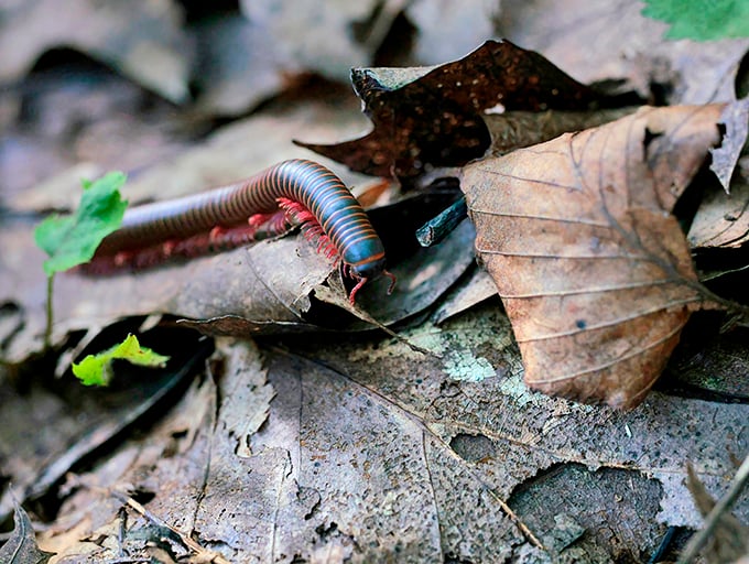 The park's tiniest residents go about their business beneath the fallen leaves, creating nature's recycling system one decomposed leaf at a time.