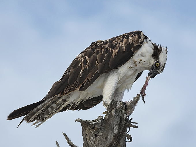 Nature's perfect predator takes a lunch break. This osprey didn't order seafood – it caught it the old-fashioned way.