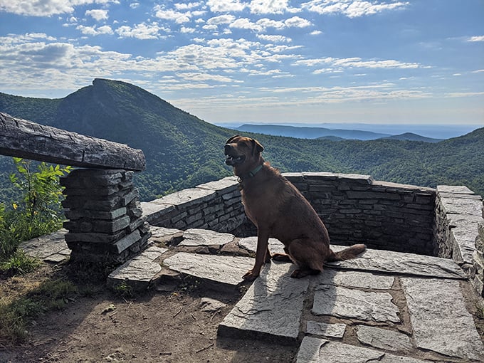 Dogs appreciate magnificent views too—this four-legged hiker seems to understand exactly why humans make the journey to this special spot.
