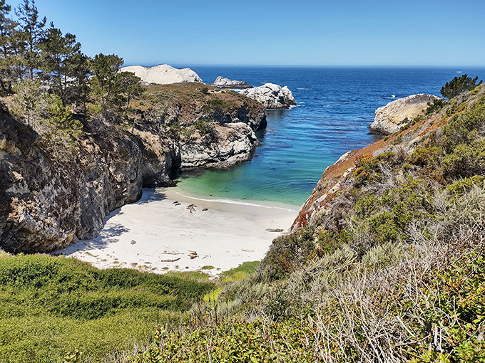 Nature's architecture at Point Lobos—where wind-sculpted cypress trees cling to cliffs as if posing for their California driver's license photo.