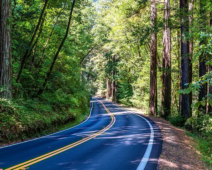 The drive to Bolinas – a winding meditation through redwood cathedrals where cell service surrenders to nature's majesty.