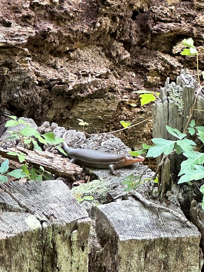 Florida's version of a welcoming committee. This skink pauses for a portrait, showing off nature's perfect camouflage against the weathered wood.