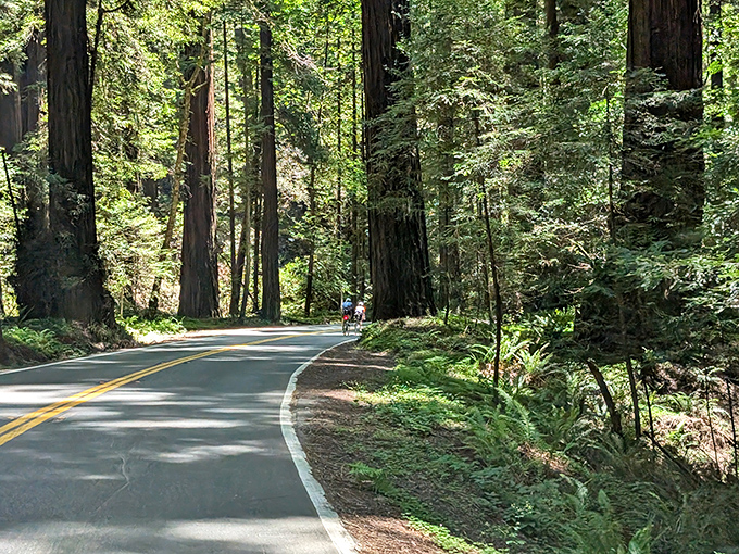 Sunlight filters through the canopy, creating spotlight moments on this serene trail. The perfect place to contemplate life's big questions.