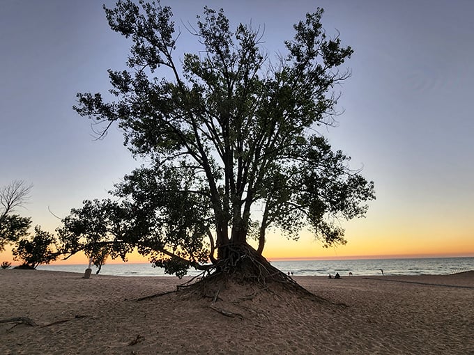 That magical moment when the sun bids farewell. This resilient tree has witnessed thousands of these golden goodbyes.
