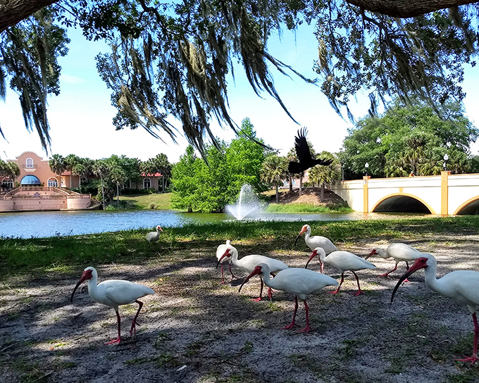 Nature and architecture in perfect harmony—these ibis birds seem to be conducting their own town meeting by the fountain.