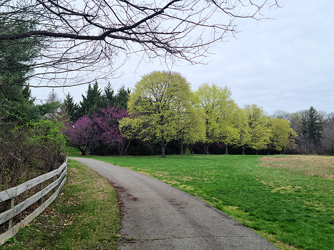 Spring awakening along Bellevue's quieter paths. That purple redbud tree is showing off like it's auditioning for a botanical calendar cover.