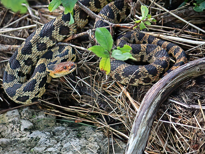 Wildlife encounters at Newport come with no guardrails or glass barriers—just mutual respect and the occasional startled expression.