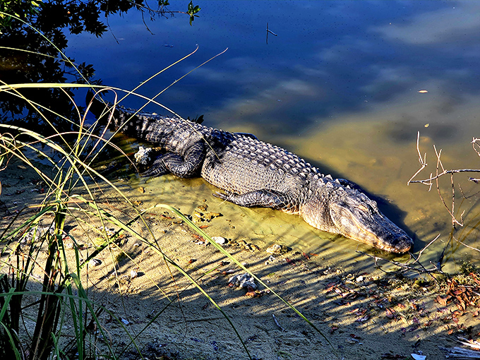 The original Florida resident, sunbathing like he owns the place. Which, technically, he did long before we showed up.