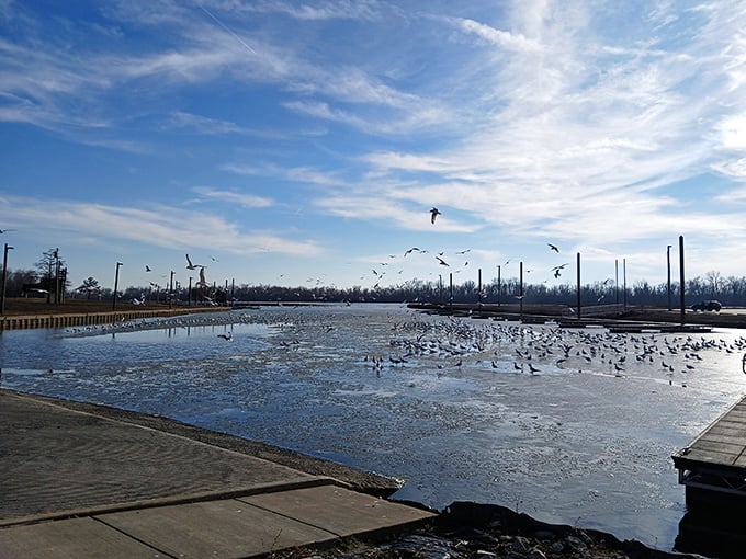 Winter's chill brings feathered celebrities to the marina. These birds aren't social distancing—they're participating in nature's version of an all-you-can-eat buffet.