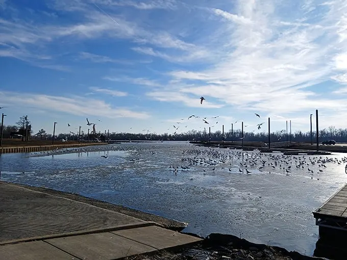 Winter's chill brings feathered celebrities to the marina. These birds aren't social distancing—they're participating in nature's version of an all-you-can-eat buffet.