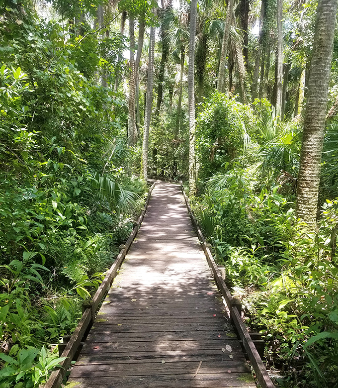 The boardwalk less traveled leads through a jungle worthy of Indiana Jones, minus the booby traps and with significantly better bathroom facilities.