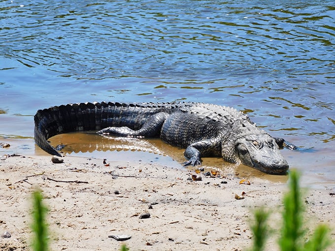 This sunbathing alligator has perfected the Florida lifestyle: find a warm spot, stretch out, and ignore your worries (and nearby tourists).