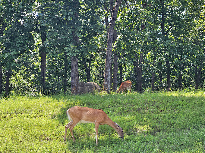The local deer population practices social distancing naturally, giving you just enough time to fumble for your camera before gracefully bounding away.