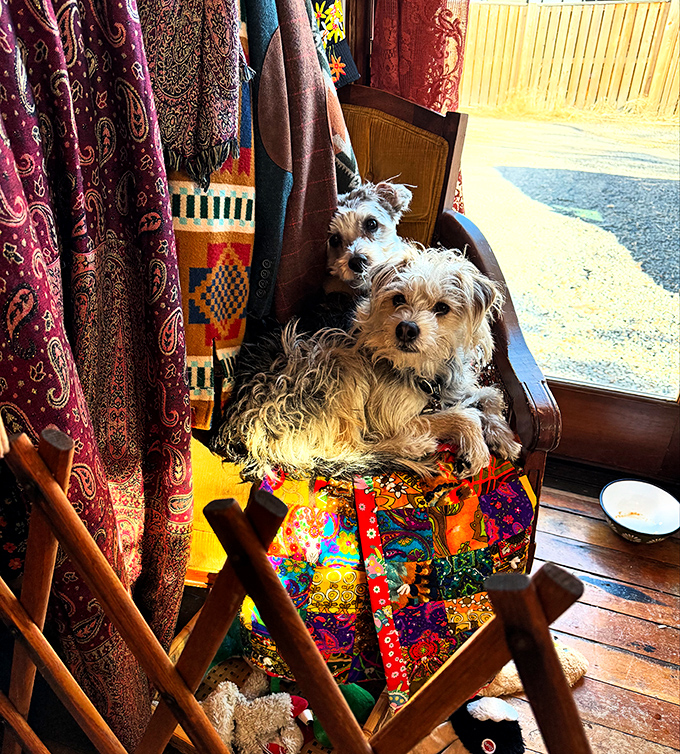 Even the shop dogs know good taste when they see it, lounging regally among textiles that have stories older than their doggy years.