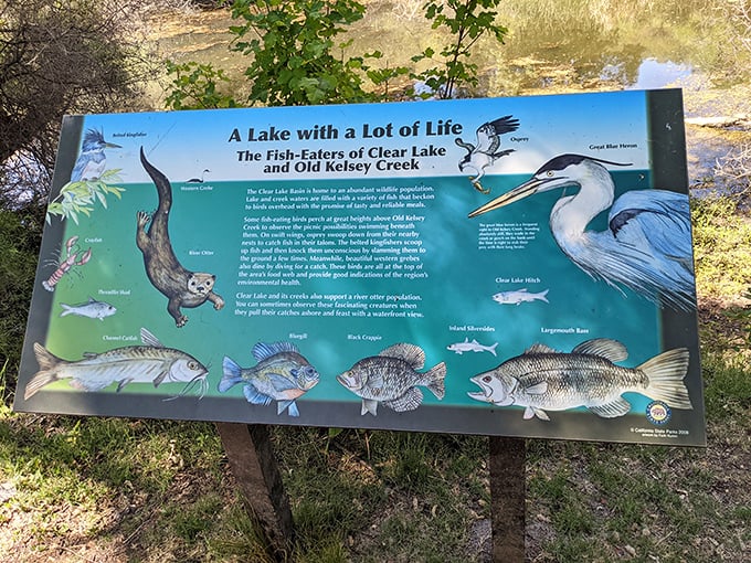 Mother Nature's menu board: this educational display reveals the underwater drama of Clear Lake's fish community—no Netflix subscription required.