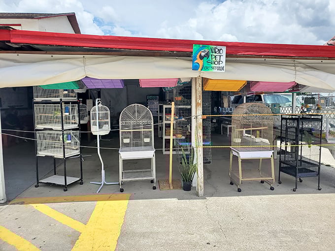 Bird condos and pet palaces galore! Everything your feathered or furry friend needs, minus the big-box store markup.