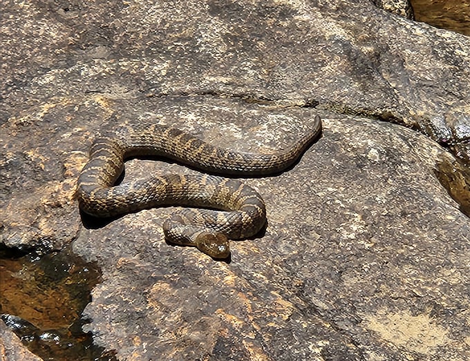 A water snake sunning itself on riverside rocks. Nature's reminder that we're all just visitors in someone else's living room.
