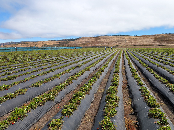 Strawberry fields forever? No, just until closing time. These neat rows are California's version of the yellow brick road.