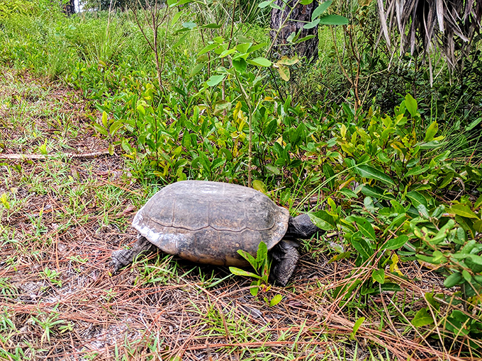 Nature's original slow-mover. This gopher tortoise doesn't care about your schedule—he's been perfecting the art of mindfulness for millions of years.